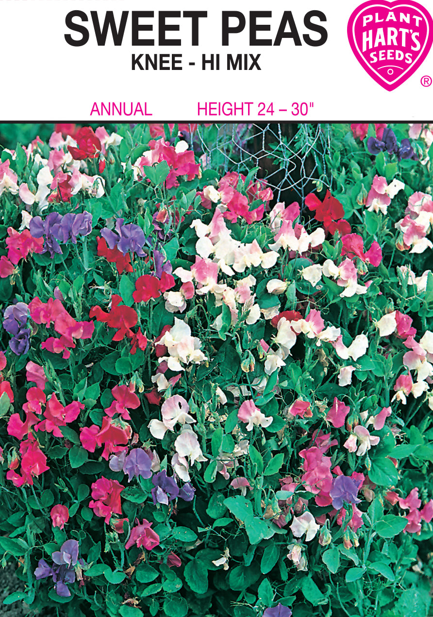 Sweet Peas Knee-Hi Mix – Plants Hart's Seeds